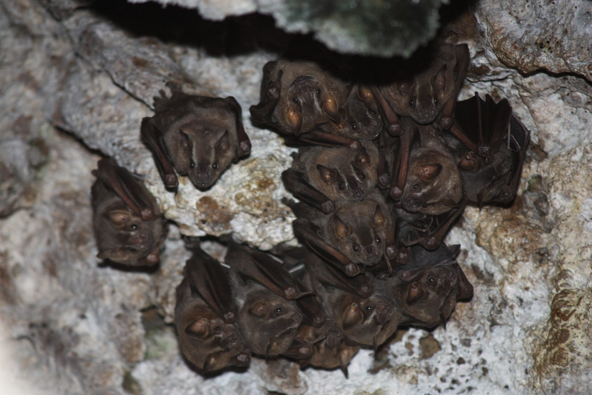 Carlsbad Caverns National Park: A Day in the Cave and a Night With the ...