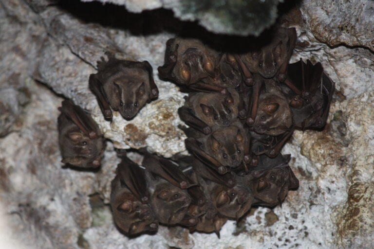 Carlsbad Caverns National Park: A Day in the Cave and a Night With the ...